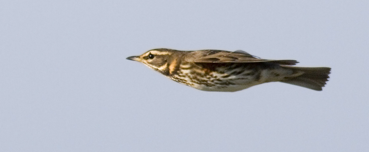 Autumn thrushes – nocmig